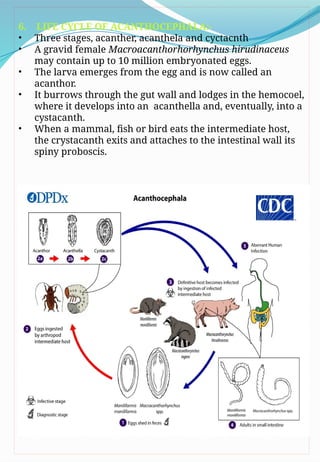 Organization and general characters of ACANTHOCEPHALA PPT.pptx