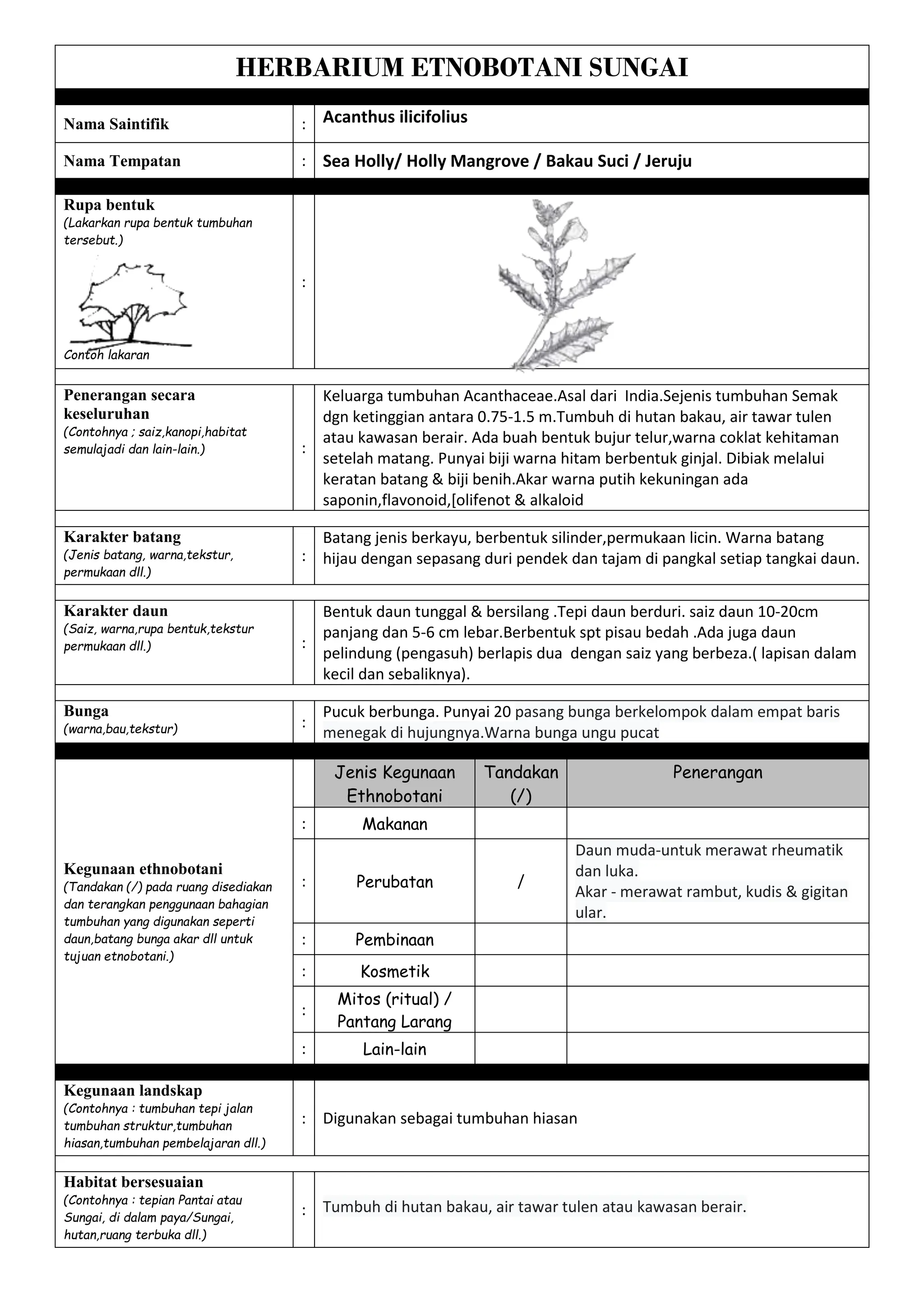 Acanthus ilicifolius.docx