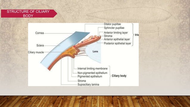 ANTERIOR CHAMBER & AQUEOUS HUMOR DYNAMICS.pptx