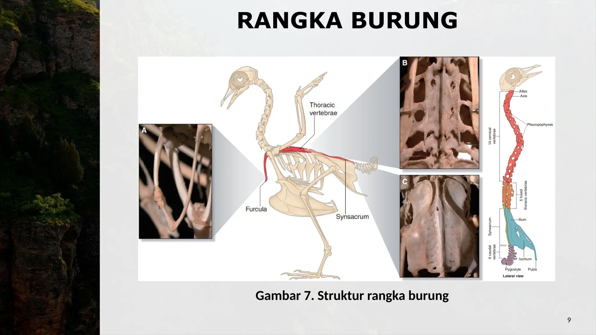 ACARA 1 dan 2 Karakteristik Morfologi Burung | PPTX