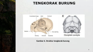 ACARA 1 dan 2 Karakteristik Morfologi Burung | PPTX