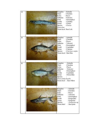 Laporan Ikhtiologi : Acara 1 identifikasi ikan | DOCX