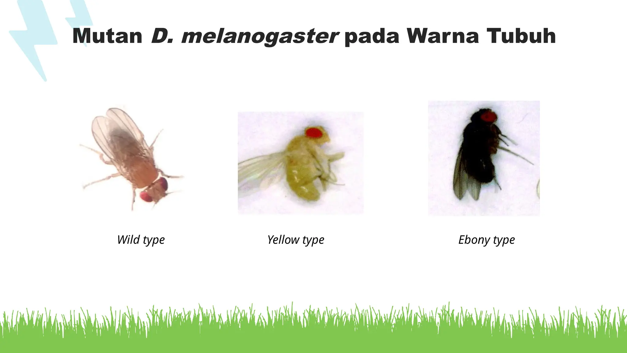 Pengamatan Morfologi Drosophila Normal dan Mutan.pptx