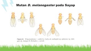 Pengamatan Morfologi Drosophila Normal dan Mutan.pptx