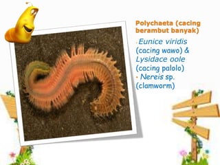 Acara 3 platyhelminthes dan annelida | PPT