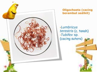 Acara 3 platyhelminthes dan annelida | PPT