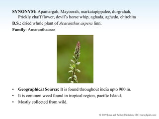 Acaranthus | PPT