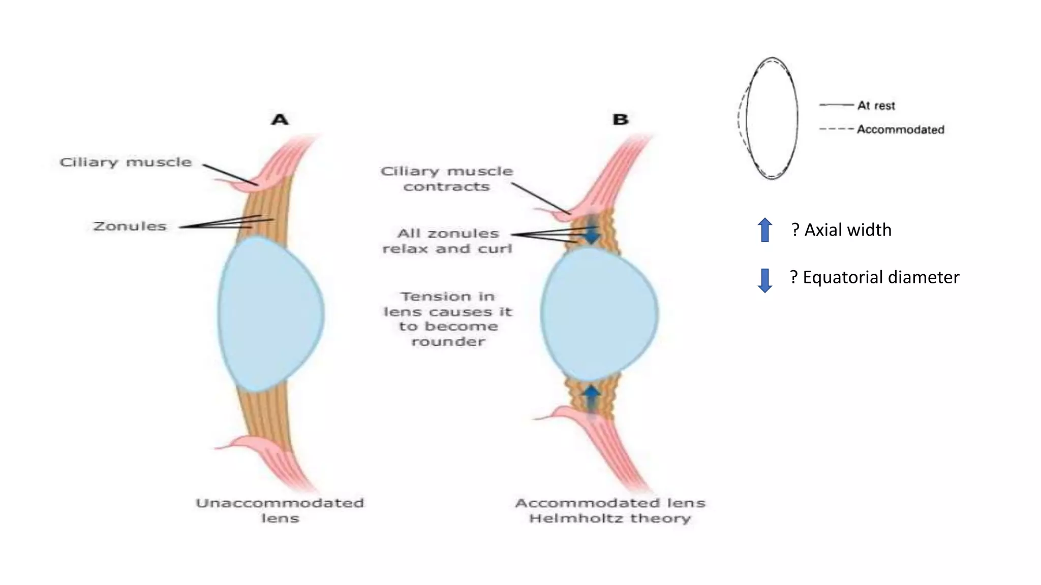 Physiology of Accomodation | PPTX