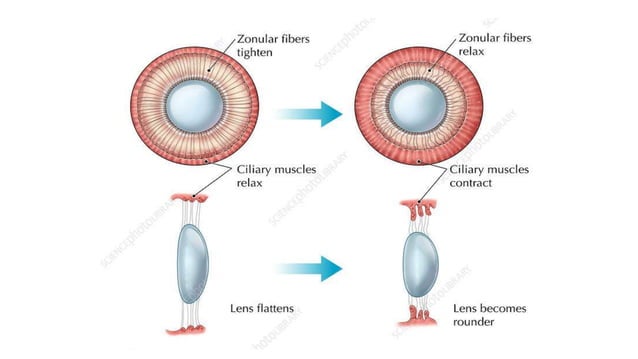 Physiology of Accomodation | PPTX