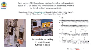 Danusa Menegaz Ph.D - A Career based on Electrophysiology | PPTX