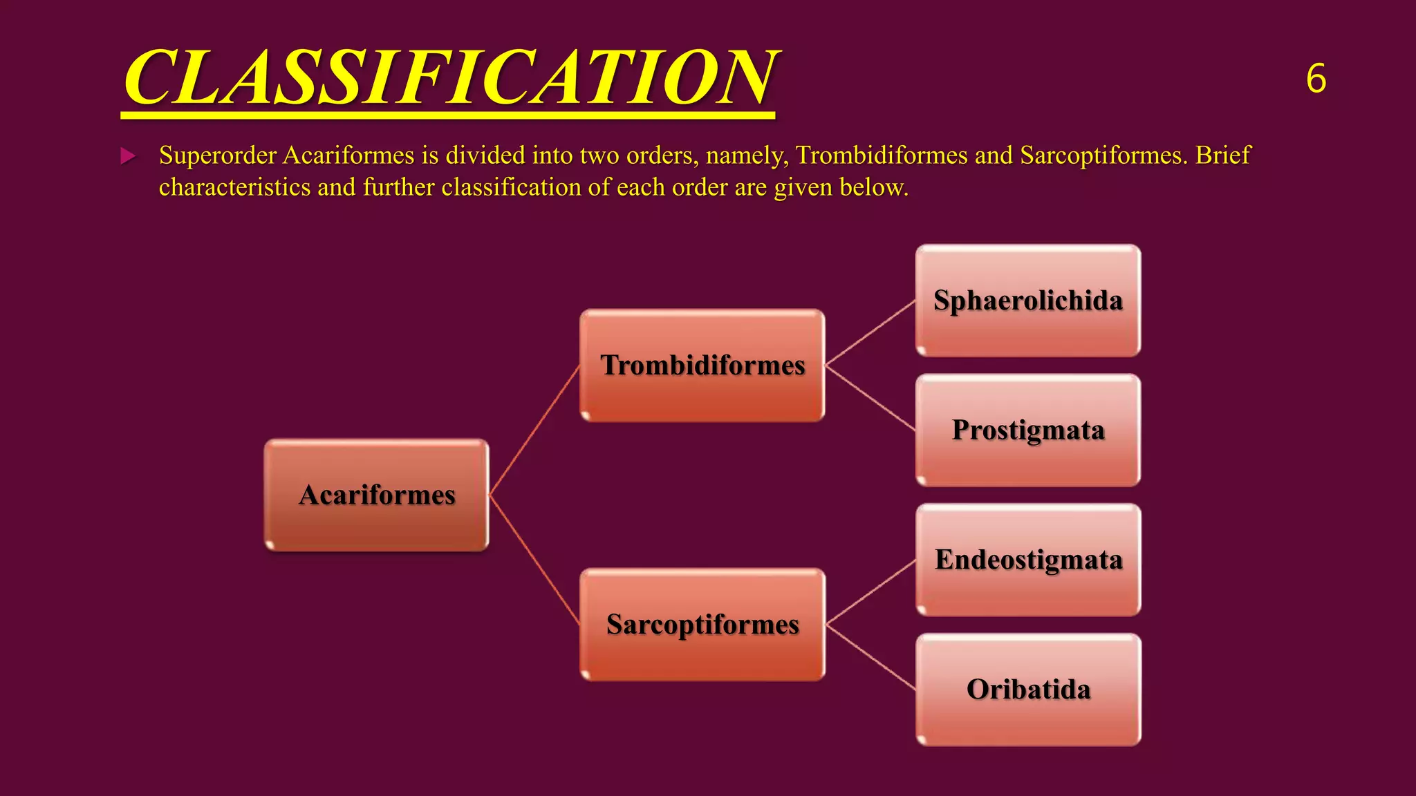 the superorder Acariformes presentation.pptx