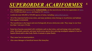 the superorder Acariformes presentation.pptx