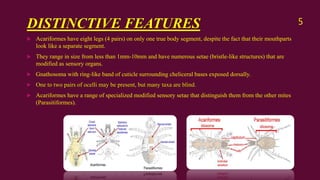the superorder Acariformes presentation.pptx