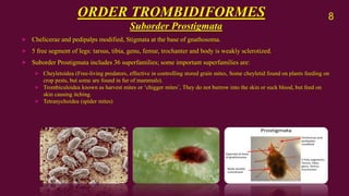 the superorder Acariformes presentation.pptx
