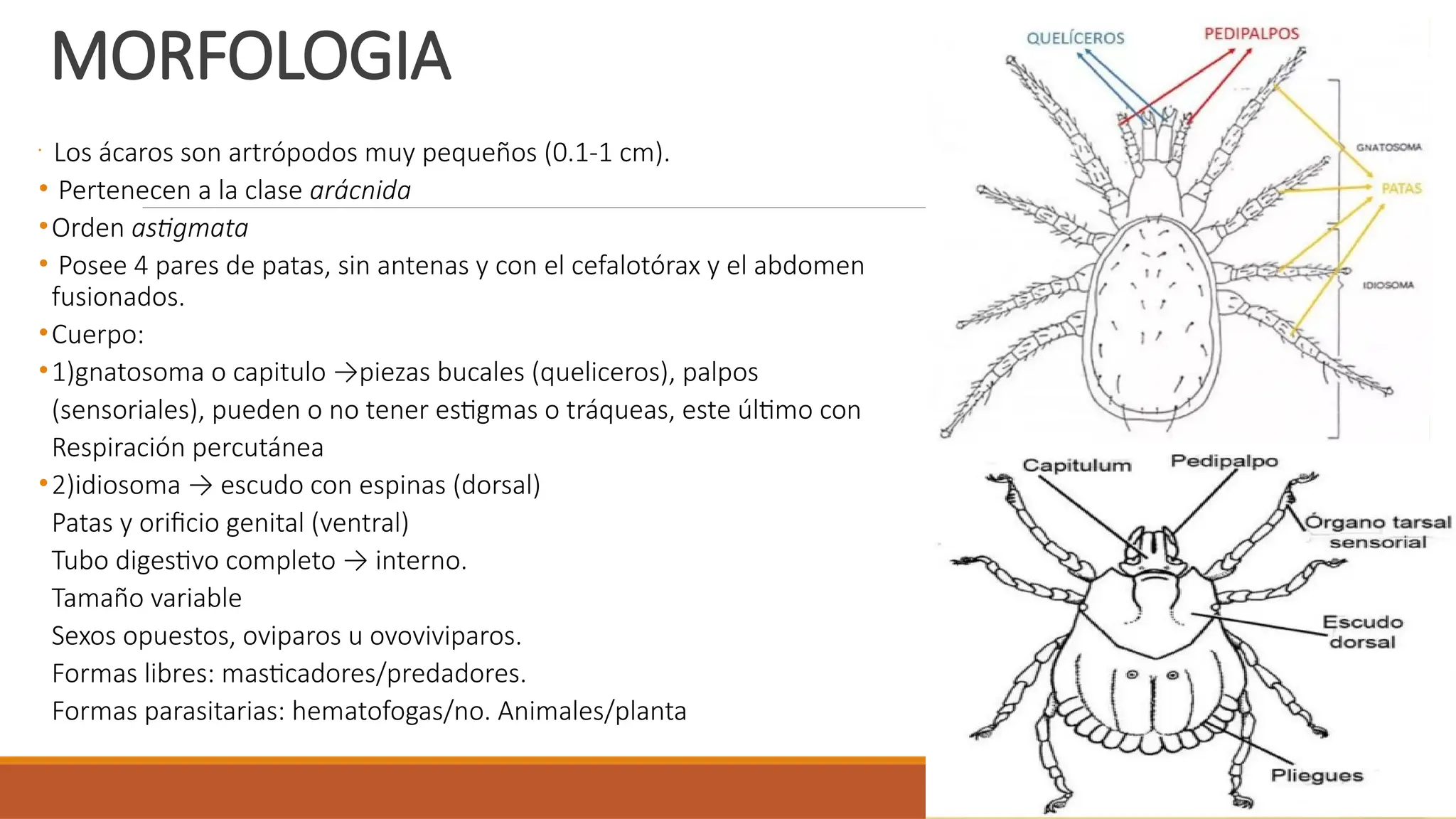 ACAROS ppt medicina estudiantes a presentación | PPTX