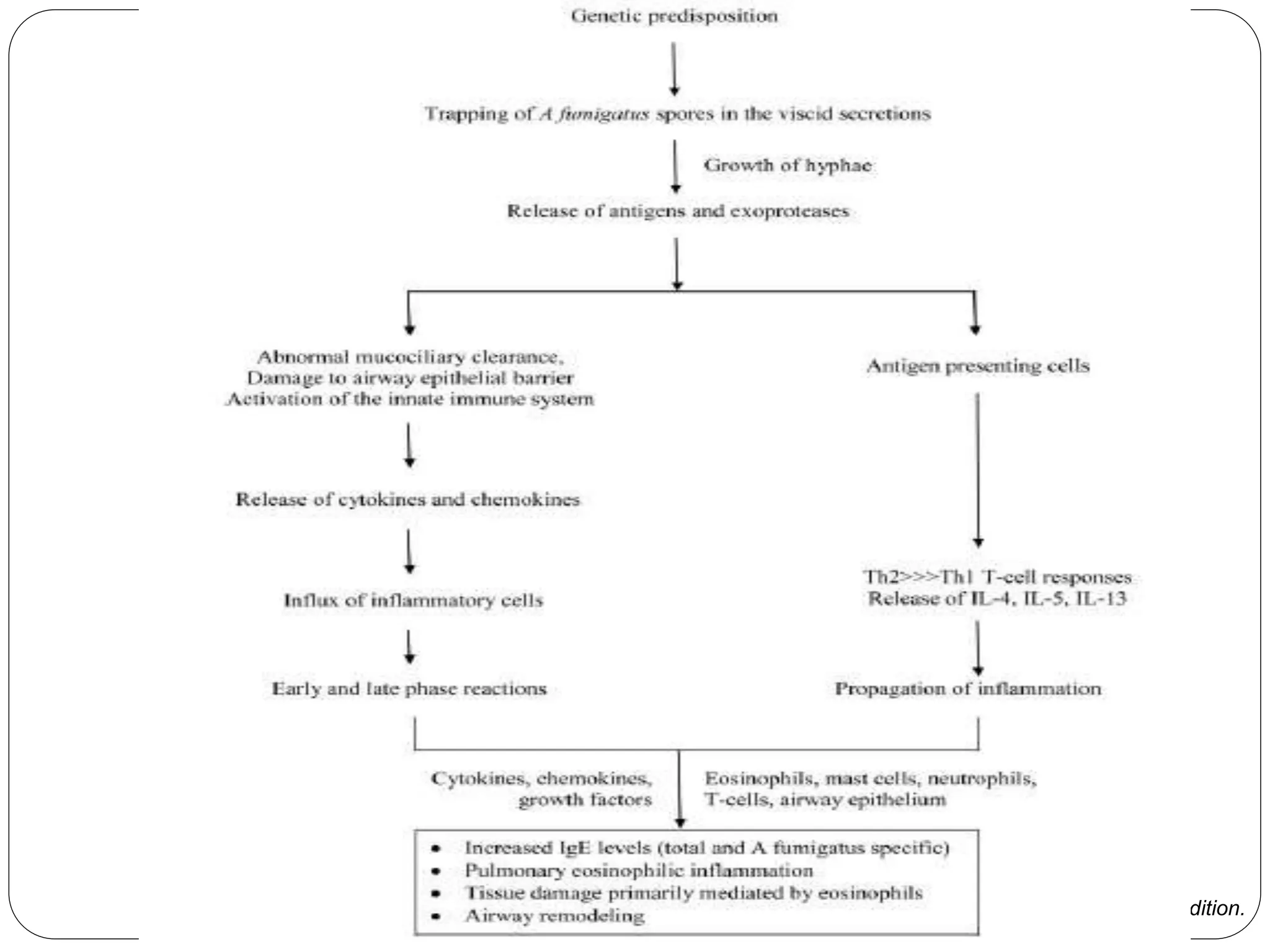A CASE OF ABPA (1).pptx