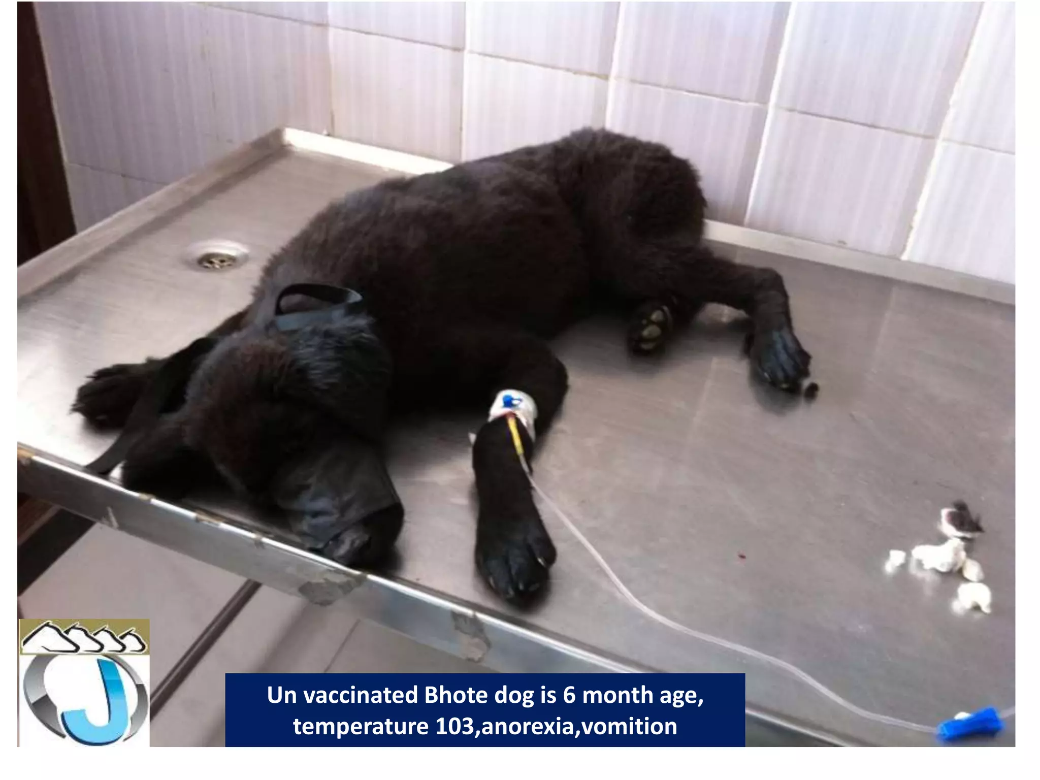 A case of canine distemper at jibachha veterinary hospital | PPT