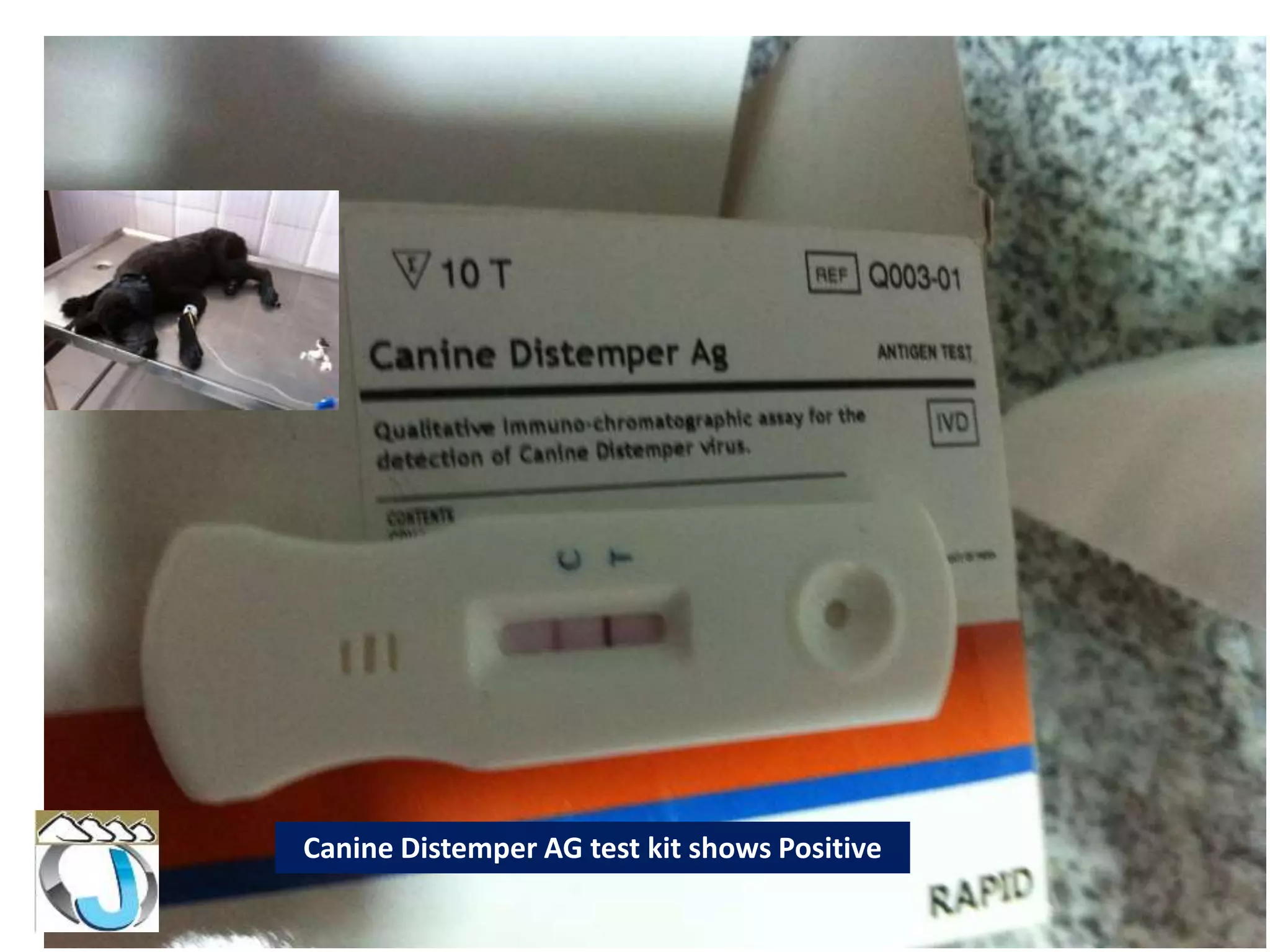 A case of canine distemper at jibachha veterinary hospital | PPTX