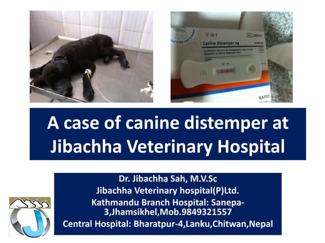 A case of canine distemper at jibachha veterinary hospital | PPTX