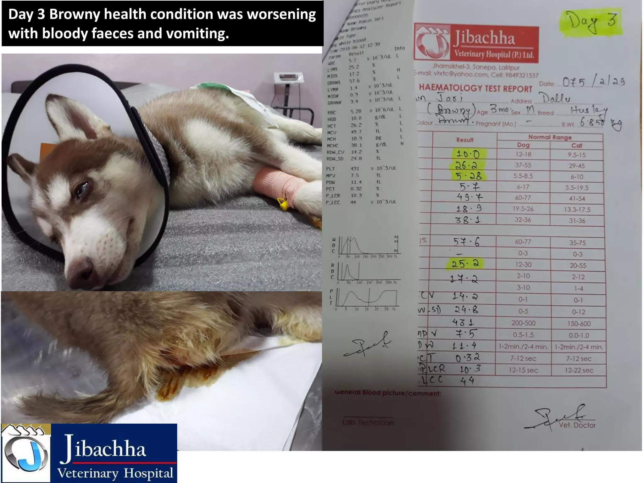 A case of parvo - enteritis in husky dog at Jibachha veterinary ...