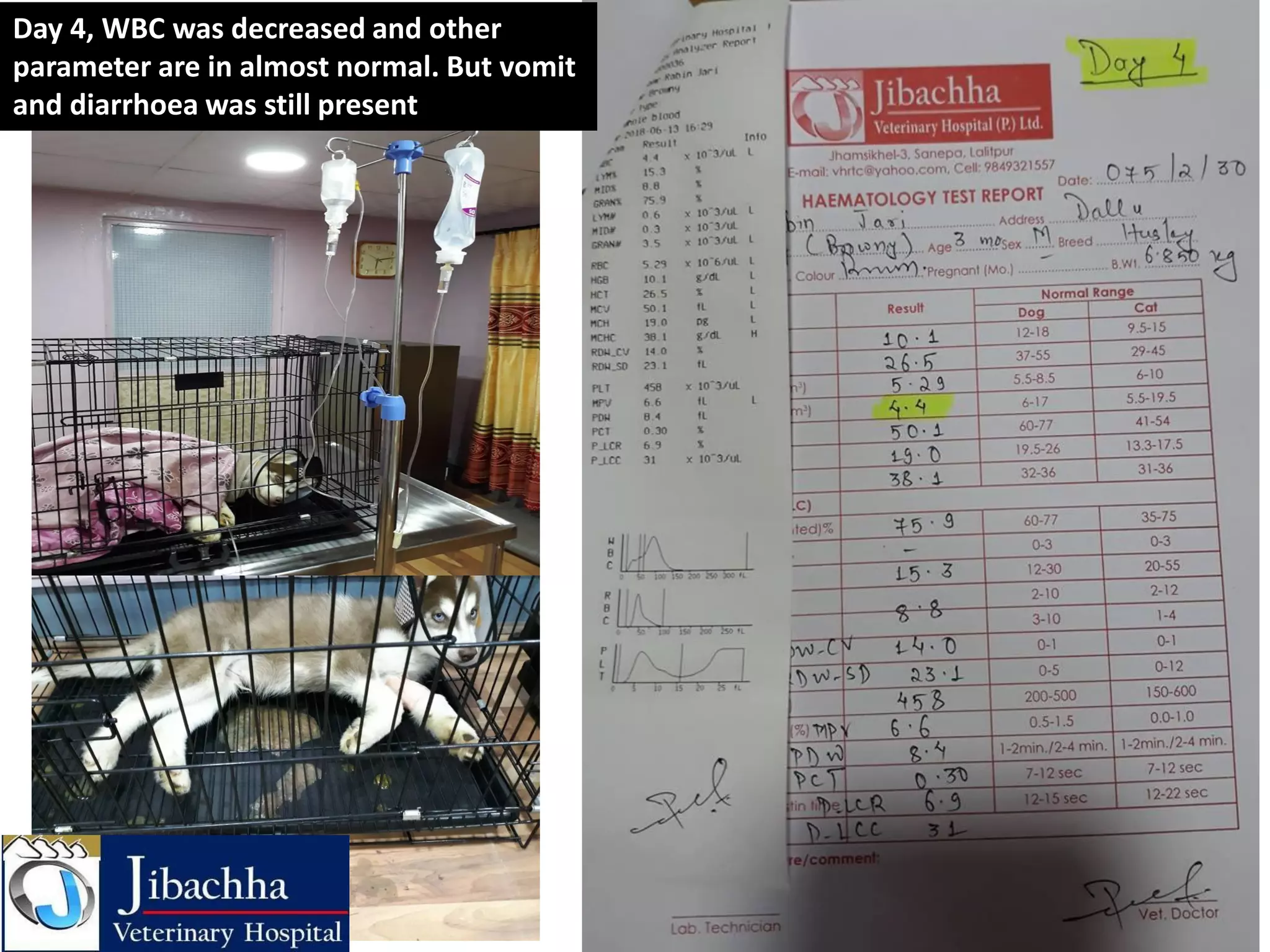 A case of parvo - enteritis in husky dog at Jibachha veterinary ...
