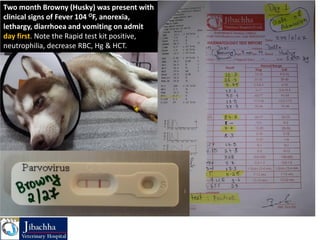 A case of parvo - enteritis in husky dog at Jibachha veterinary ...