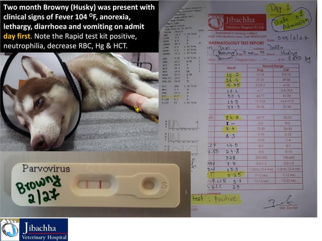 A case of parvo - enteritis in husky dog at Jibachha veterinary ...