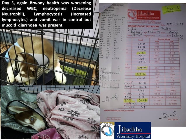 A case of parvo - enteritis in husky dog at Jibachha veterinary ...