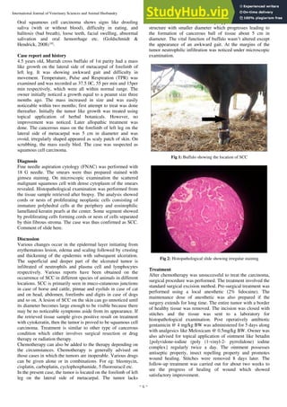 A case report of squamous cell carcinoma in buffalo.pdf