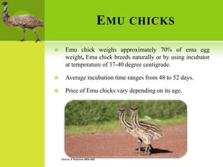 A case study on emu farming in anand | PPTX