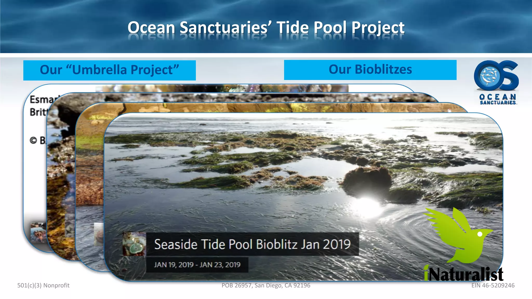 What Does Ocean Sanctuaries Do?' | PPT