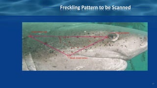 What Does Ocean Sanctuaries Do?' | PPT