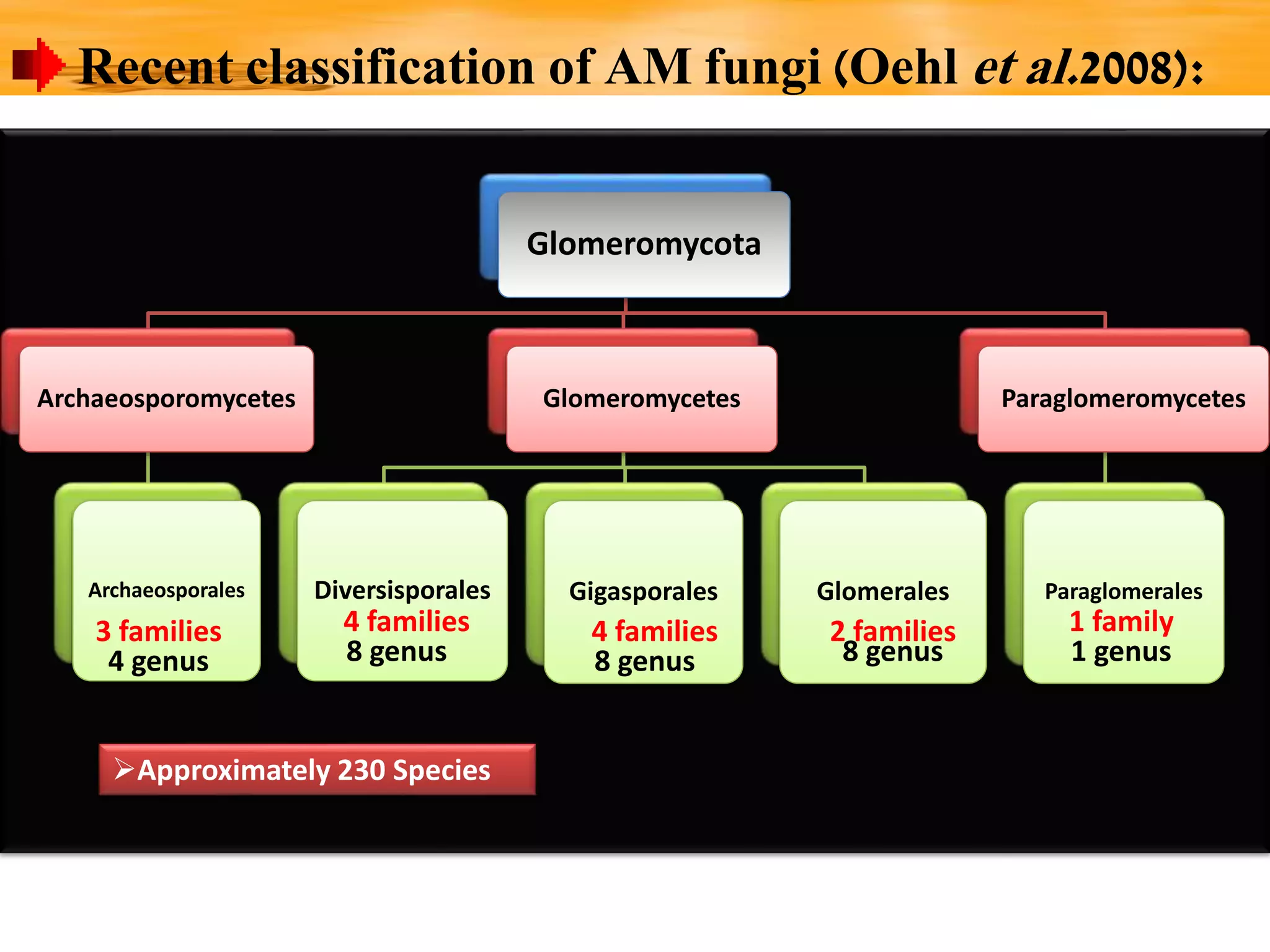 Acaulospora: Classification & Characteristic