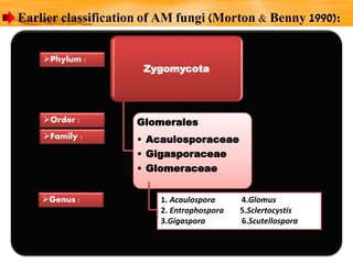 Acaulospora: Classification & Characteristic | PPTX