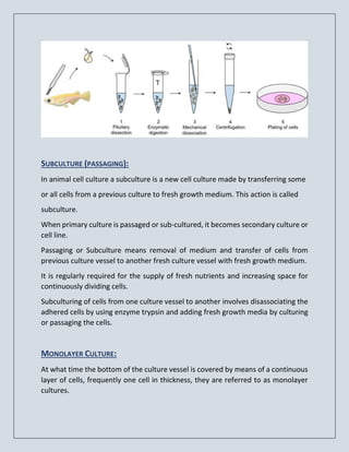 Animal cell culture | PDF