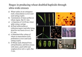 Accelerated mutant breeding practicle issues | PPT