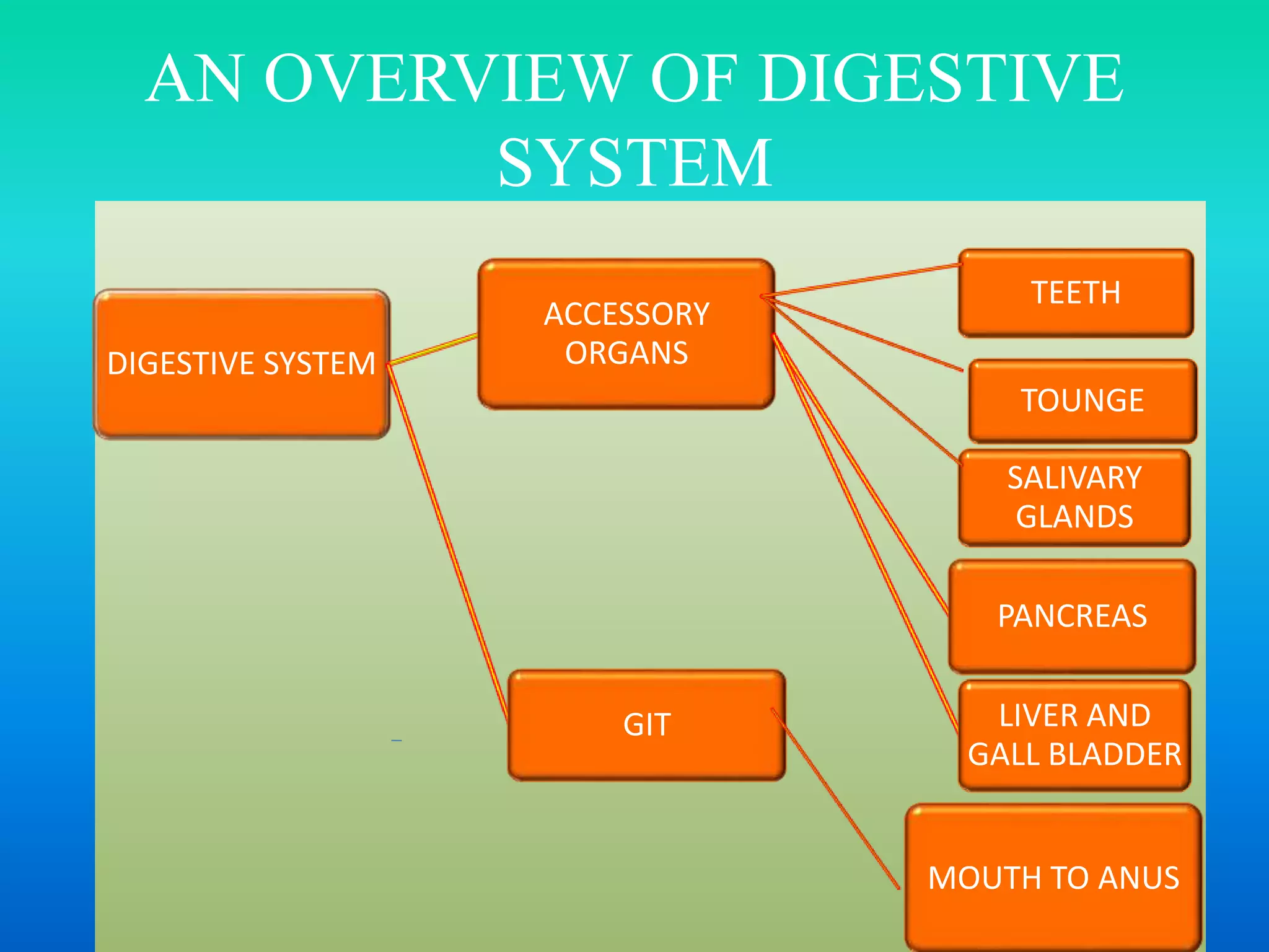 ACCESSORY ORGANS OF DIGESTIVE SYSTEM | PPTX