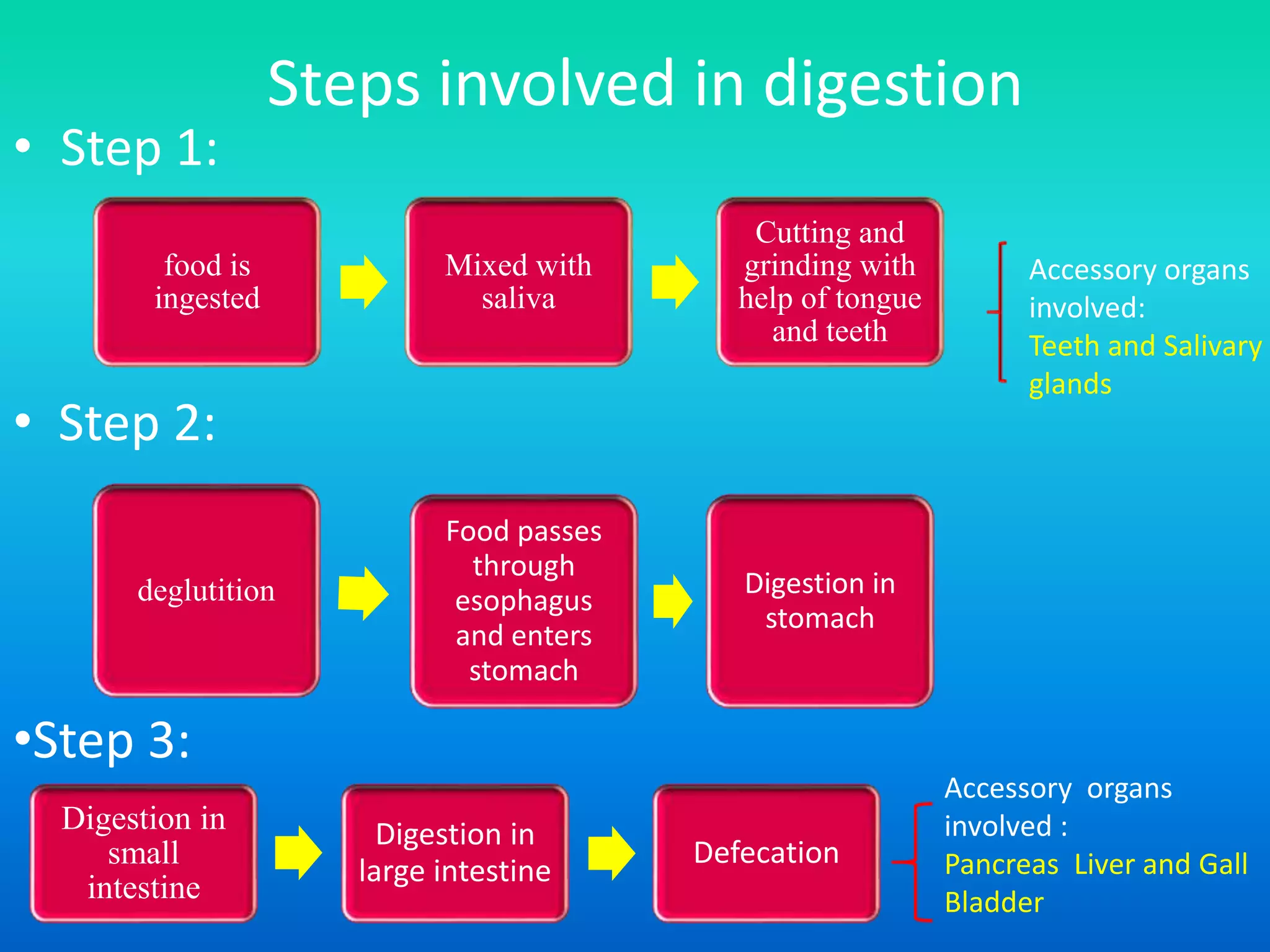 ACCESSORY ORGANS OF DIGESTIVE SYSTEM | PPTX