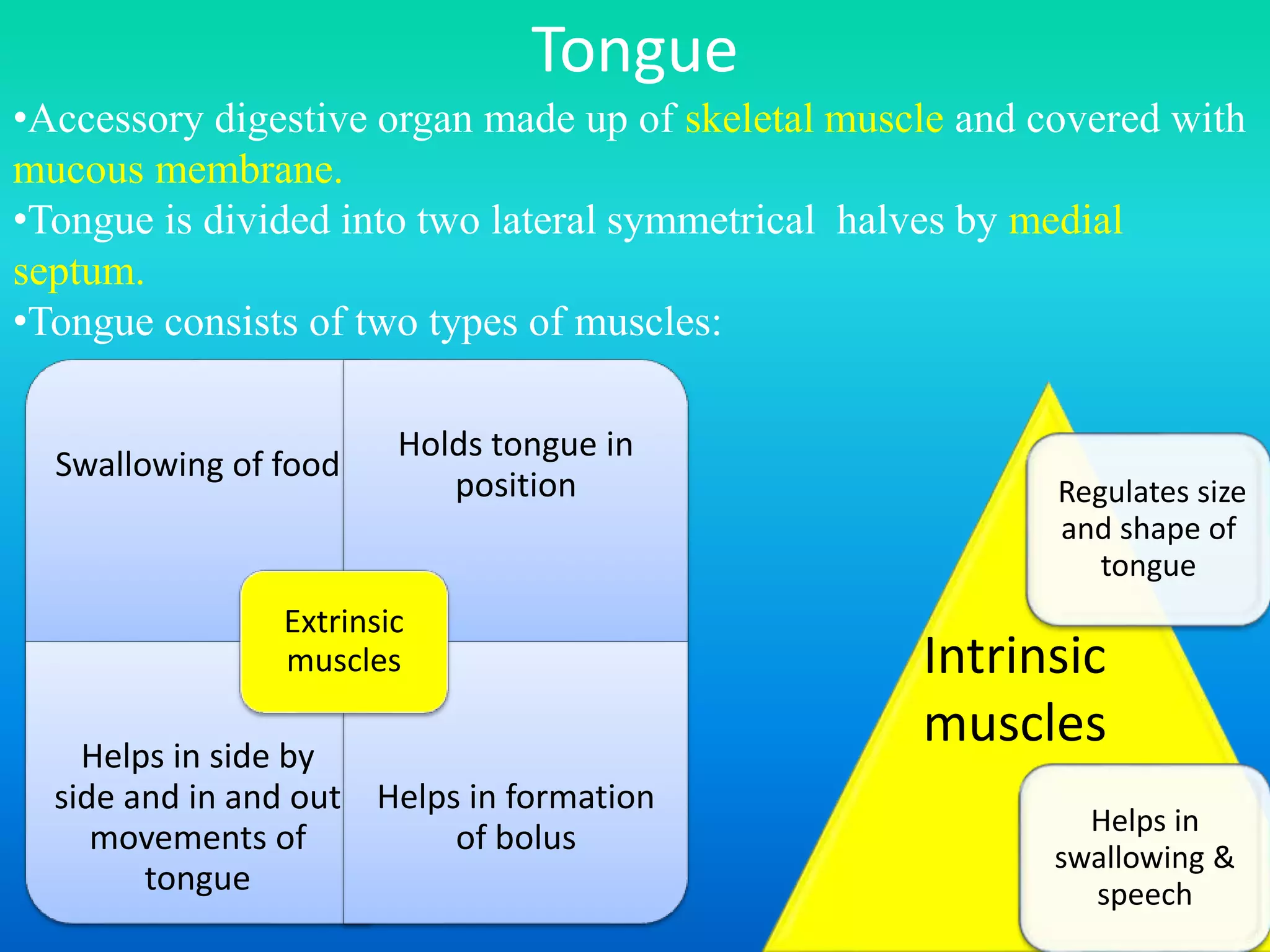 ACCESSORY ORGANS OF DIGESTIVE SYSTEM | PPTX
