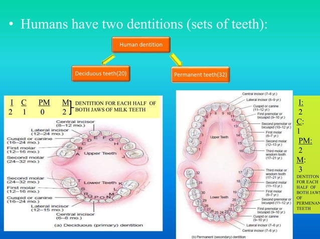 ACCESSORY ORGANS OF DIGESTIVE SYSTEM | PPTX