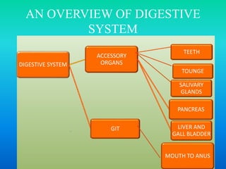ACCESSORY ORGANS OF DIGESTIVE SYSTEM | PPTX