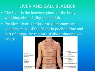 ACCESSORY ORGANS OF DIGESTIVE SYSTEM | PPTX