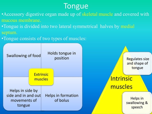 ACCESSORY ORGANS OF DIGESTIVE SYSTEM | PPTX