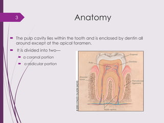 access cavity preparation and anatomy of pulp | PPTX
