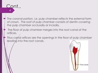 access cavity preparation and anatomy of pulp | PPTX