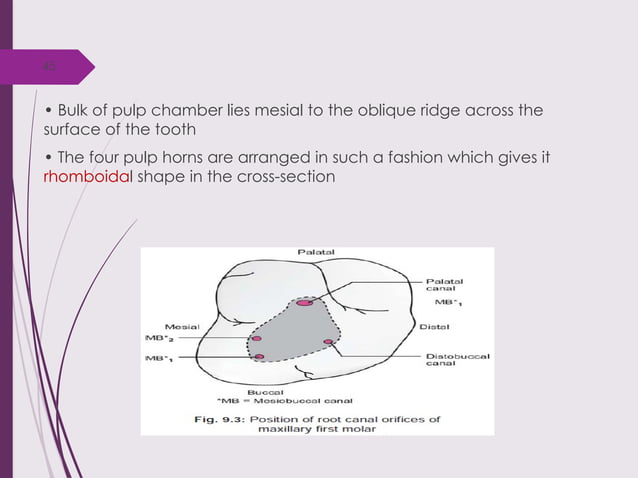 access cavity preparation and anatomy of pulp | PPT