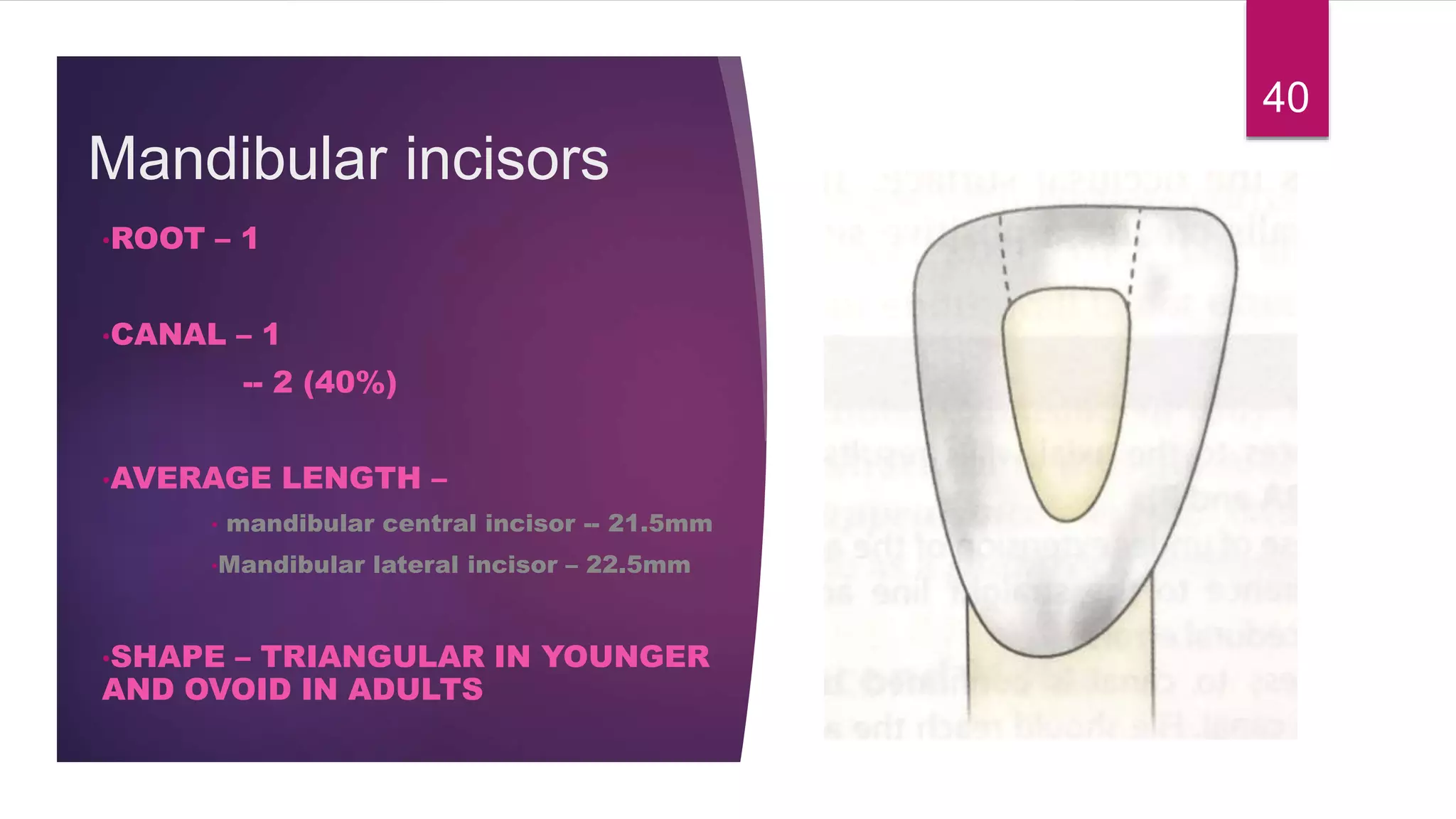Access cavity preparation in permanet teeth | PPTX | Dental Health ...
