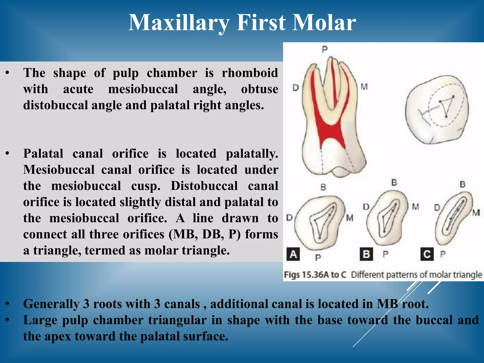 Access opening of molar teeth | PDF