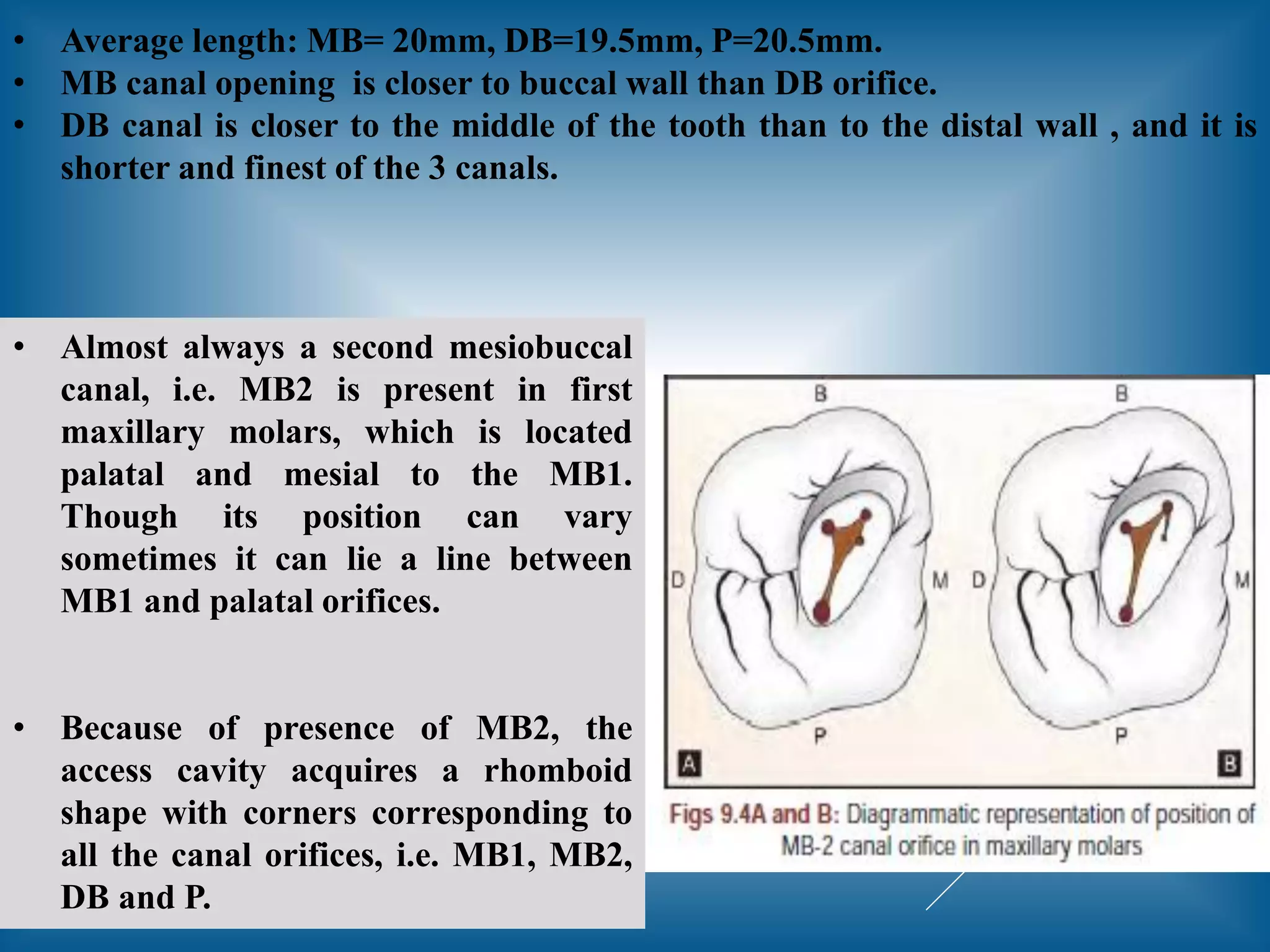 Access opening of molar teeth | PDF