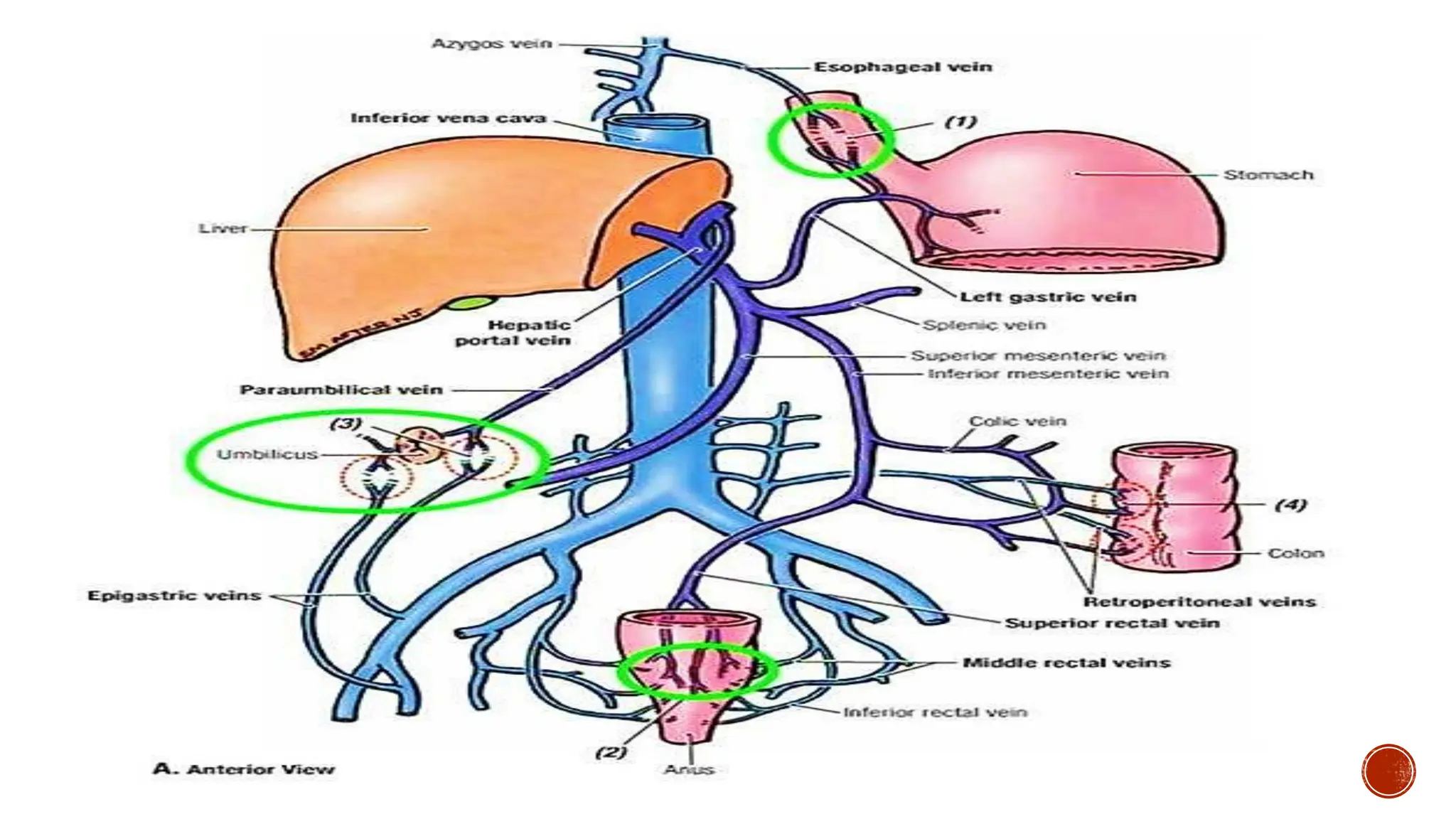 Accessory Digestive Organs. Liver, spleen | PPT